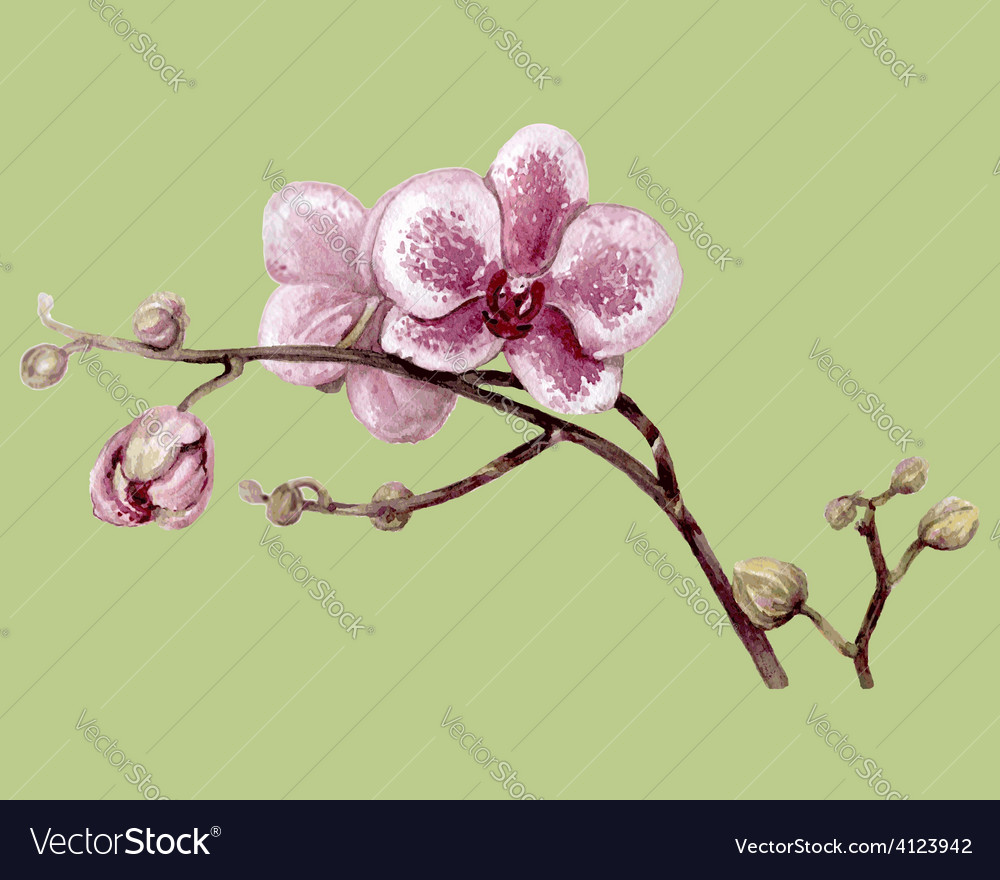 Orchid Royalty Free Vector Image - VectorStock