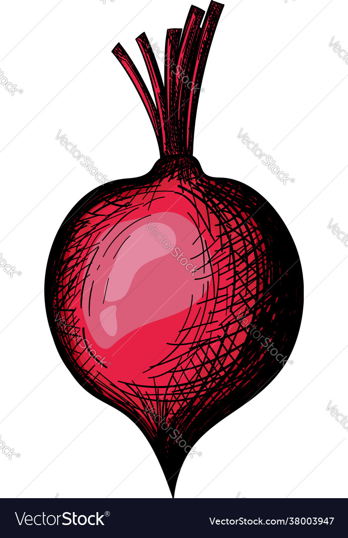 Beetroot icon Royalty Free Vector Image - VectorStock