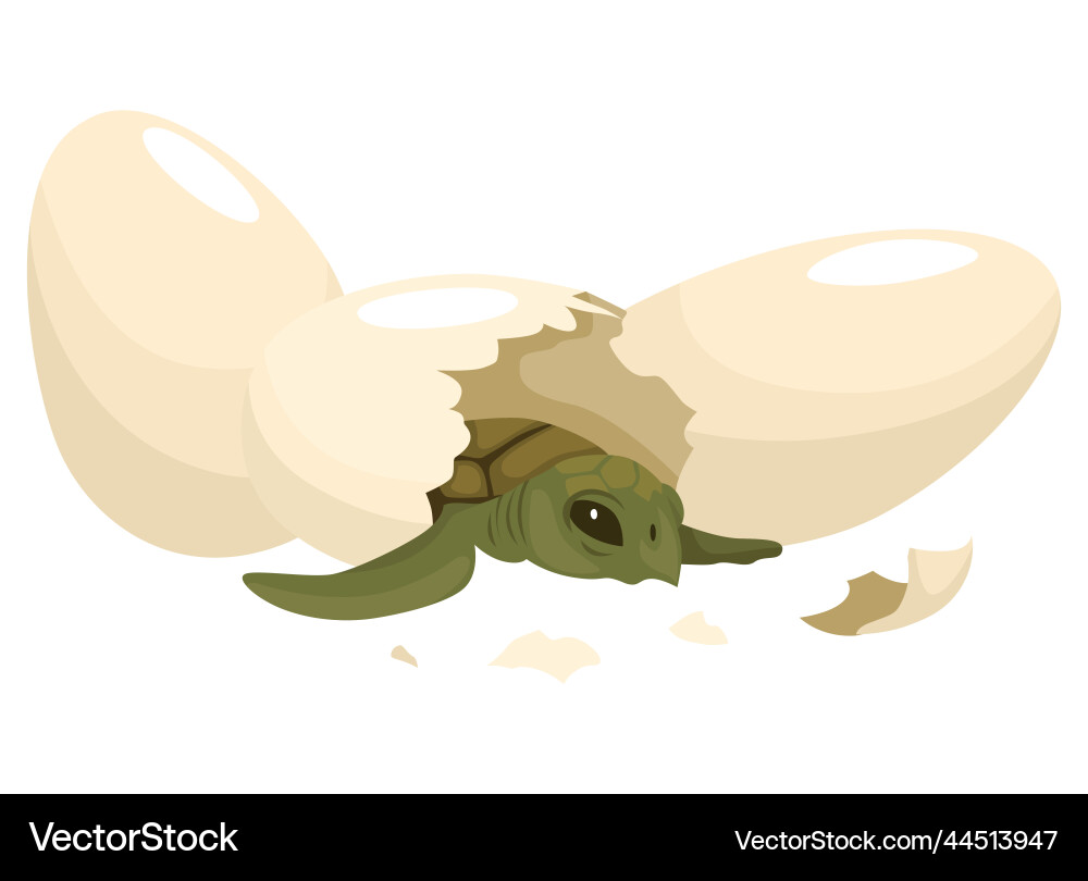 Sea turtle life cycle stage wild underwater Vector Image