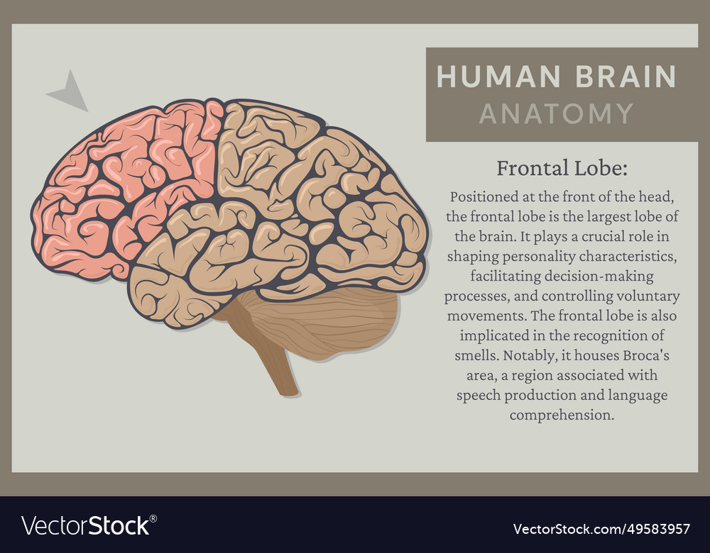 Anatomy of the human brain structure and functions
