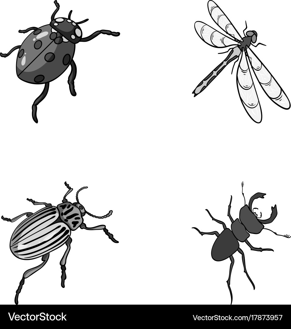 Arthropods insect ladybird dragonfly beetle Vector Image