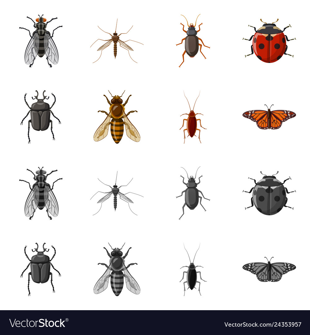 Design of insect and fly symbol collection Vector Image