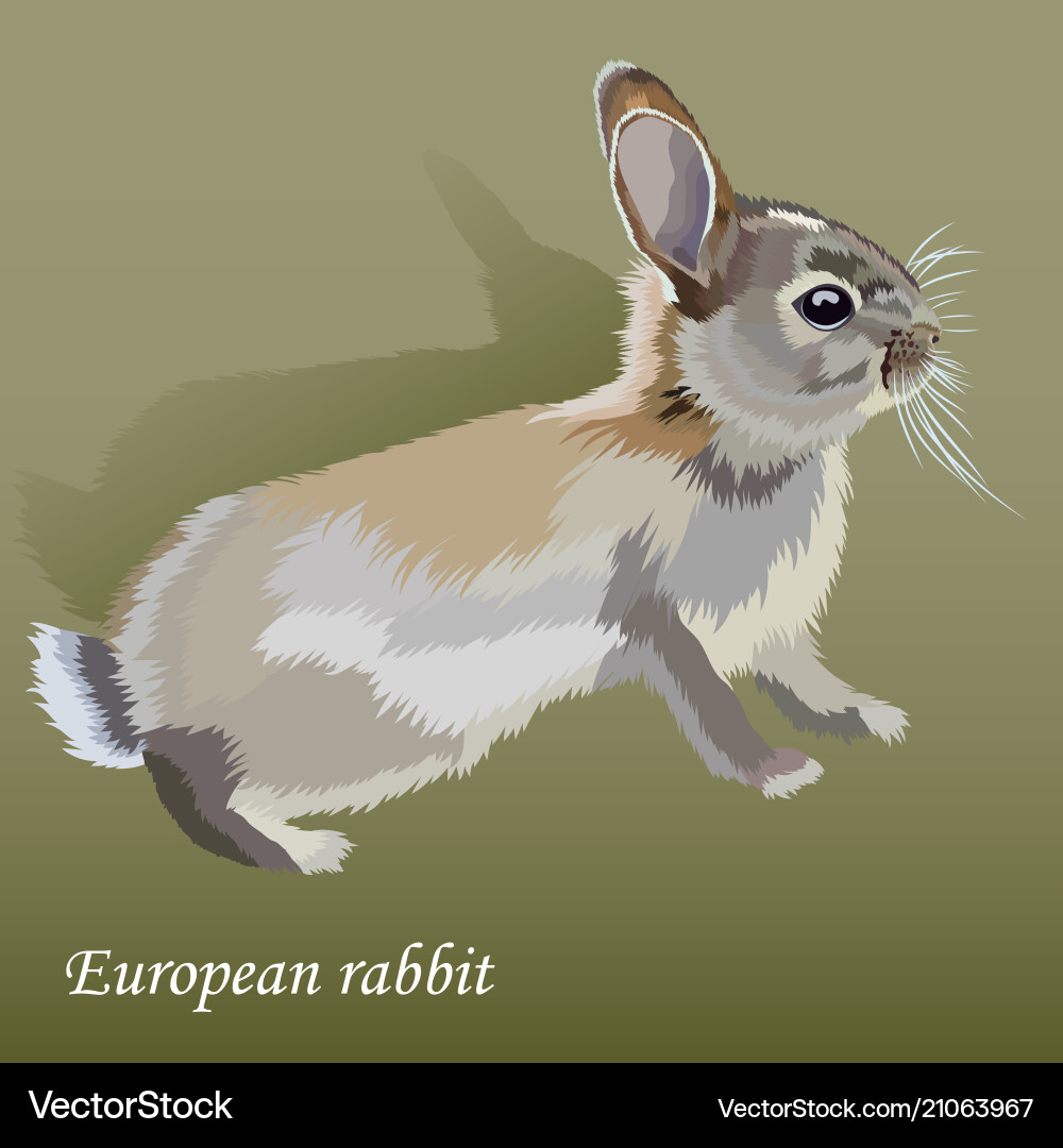 Cute realistic little european rabbit Royalty Free Vector