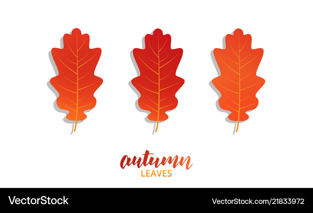 Autumn oak leaves set fall Royalty Free Vector Image