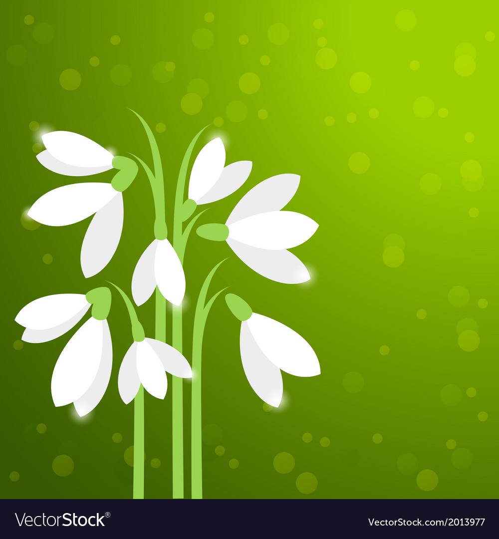Snowdrops Royalty Free Vector Image - VectorStock