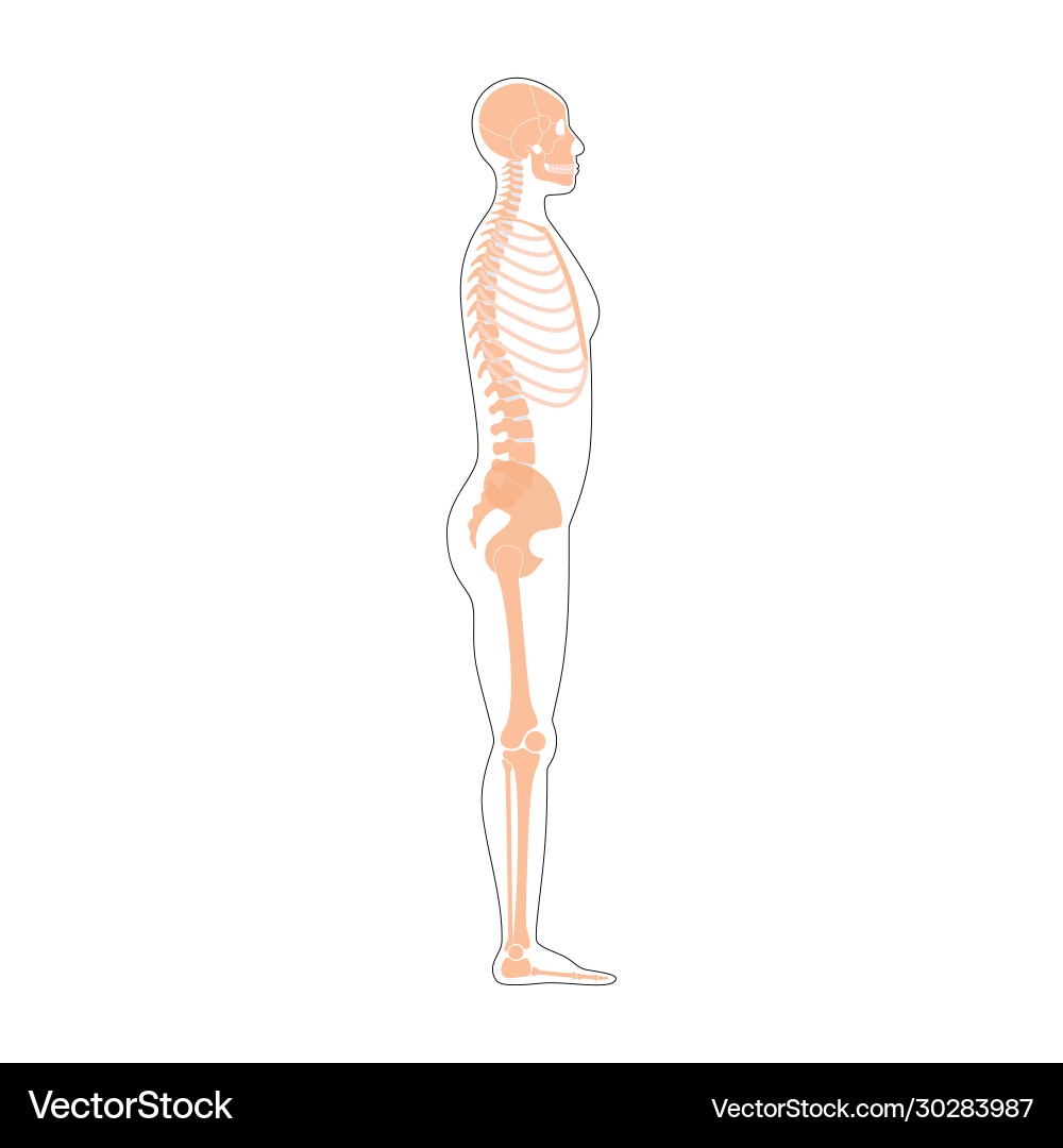Human man skeleton anatomy Royalty Free Vector Image
