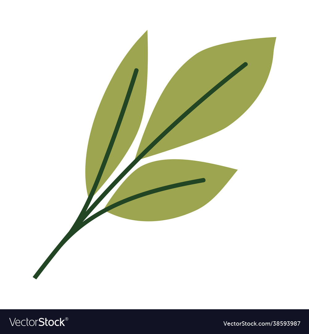 Leaves lanceolate Royalty Free Vector Image - VectorStock