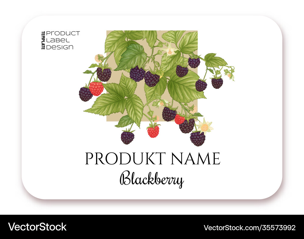 Blackberry ripe berries on branch template Vector Image