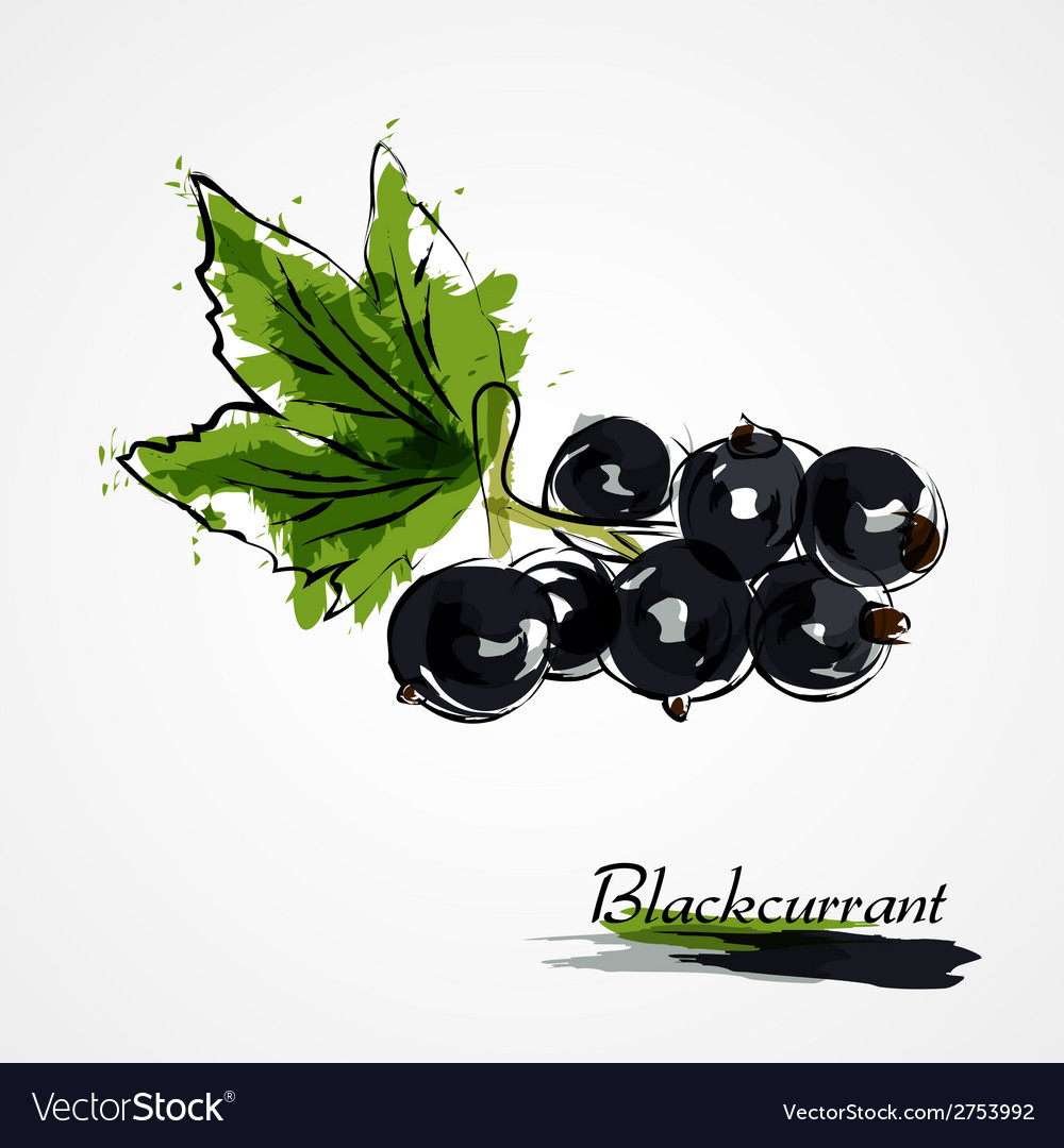 Blackcurrant Royalty Free Vector Image - VectorStock