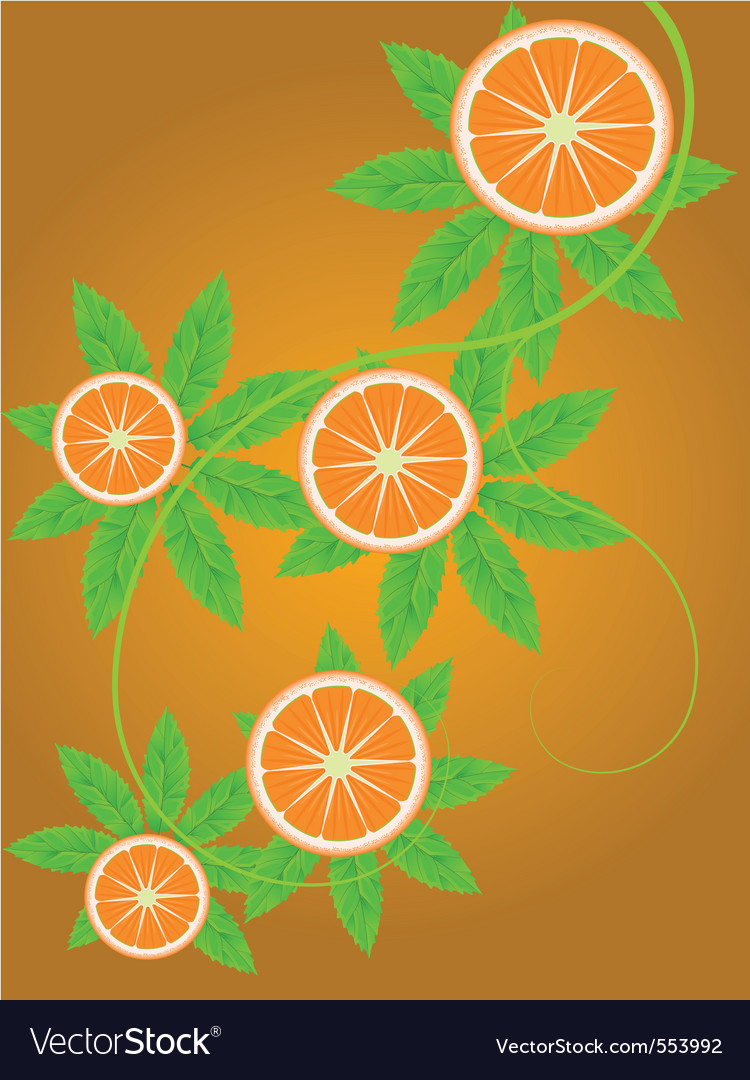 Orange vine Royalty Free Vector Image - VectorStock