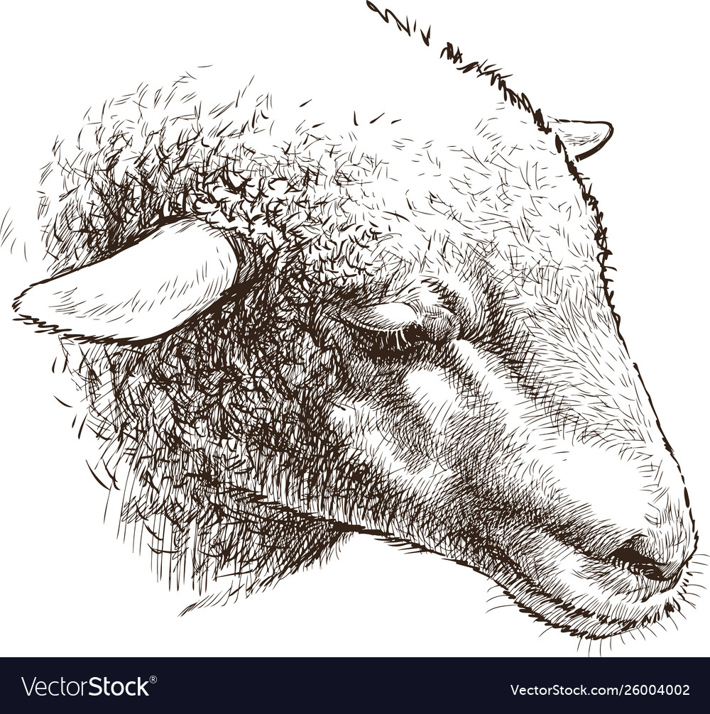 Head sheep Royalty Free Vector Image - VectorStock
