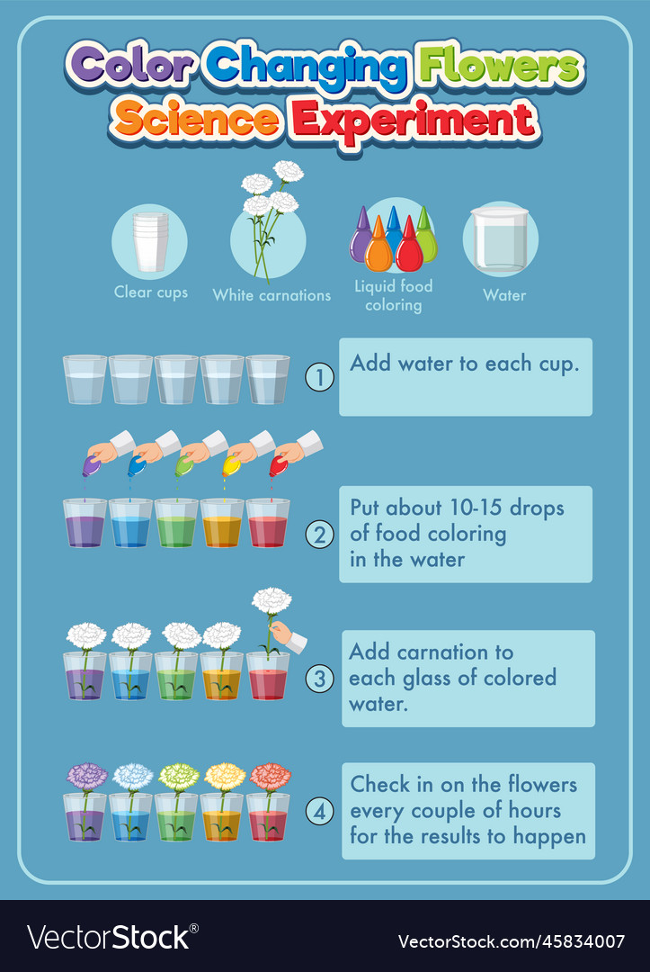 Color changing flowers science experiment Vector Image