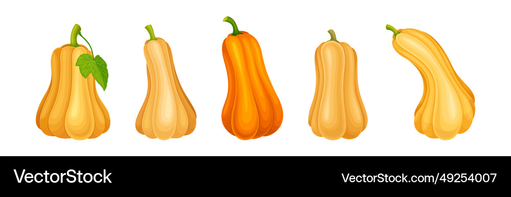 Ripe orange pumpkin or mature winter squash Vector Image