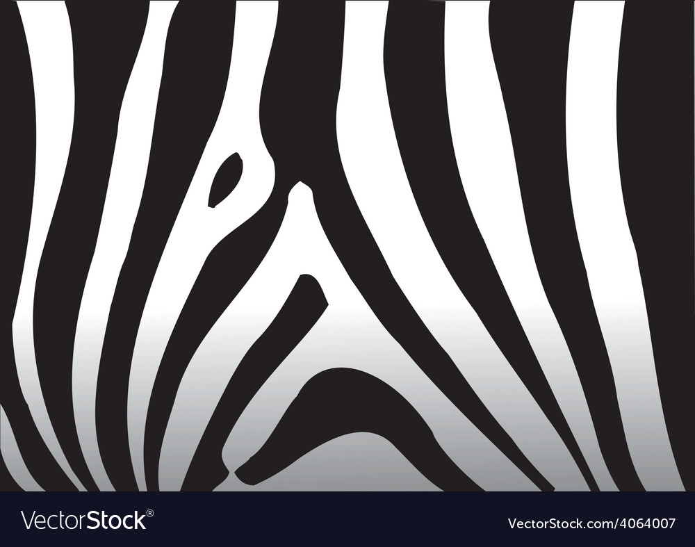 Zebra texture Royalty Free Vector Image - VectorStock