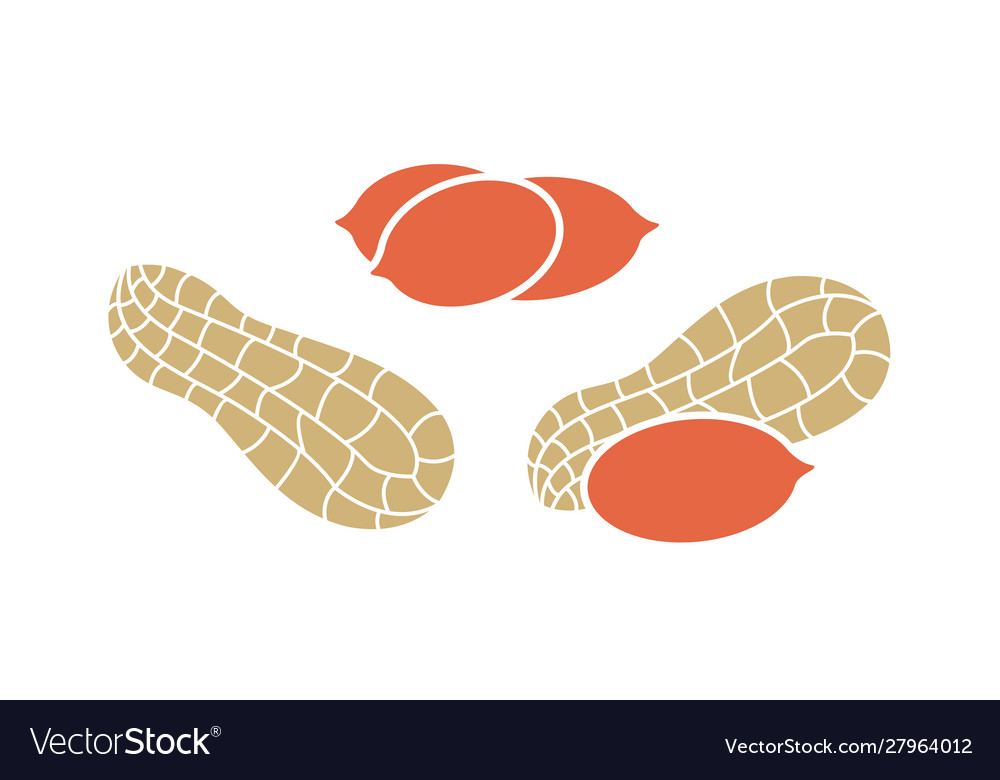 Peanut Royalty Free Vector Image - VectorStock