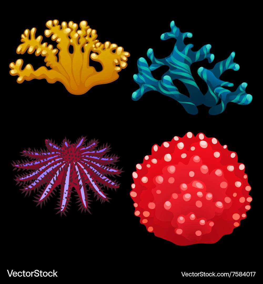 Four species of marine algae Royalty Free Vector Image