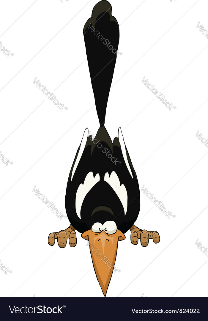 Magpie Royalty Free Vector Image - VectorStock