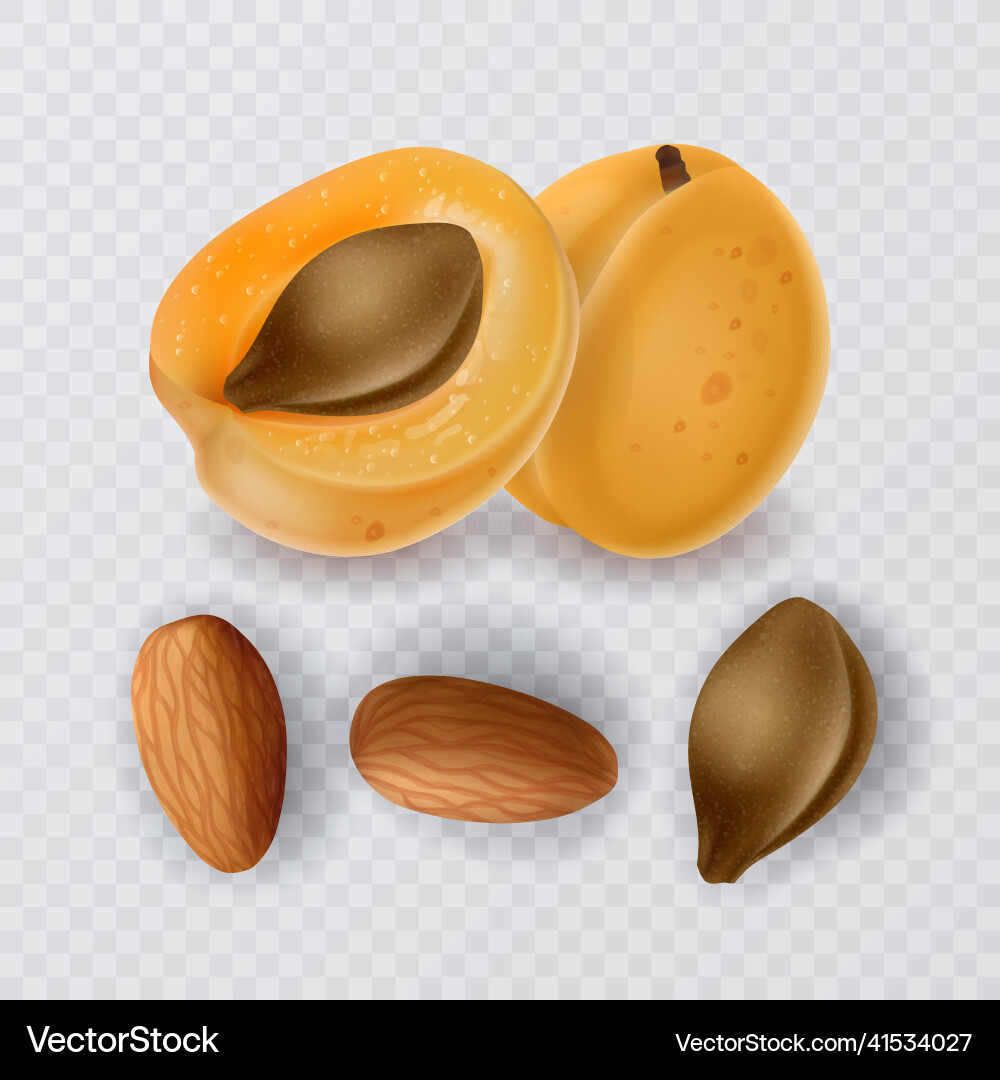 Apricot seeds almonds and ripe Royalty Free Vector Image