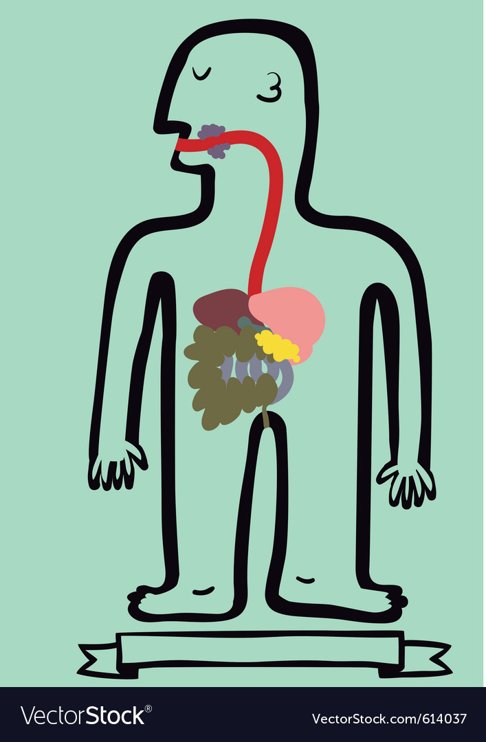 Digestive system Royalty Free Vector Image - VectorStock