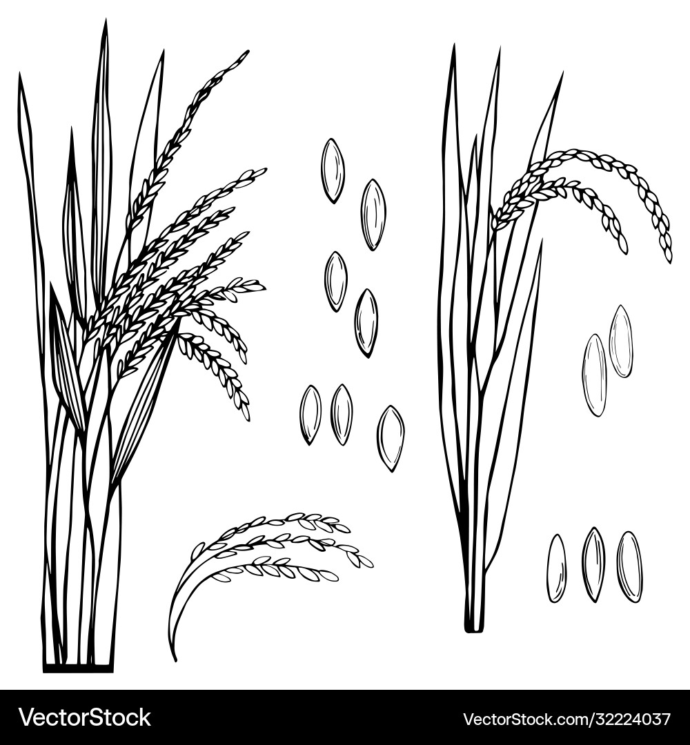 Spikelet rice with leaves on a white Royalty Free Vector