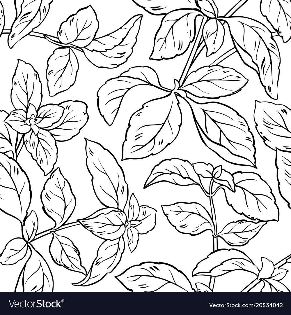 Basil seamless pattern Royalty Free Vector Image