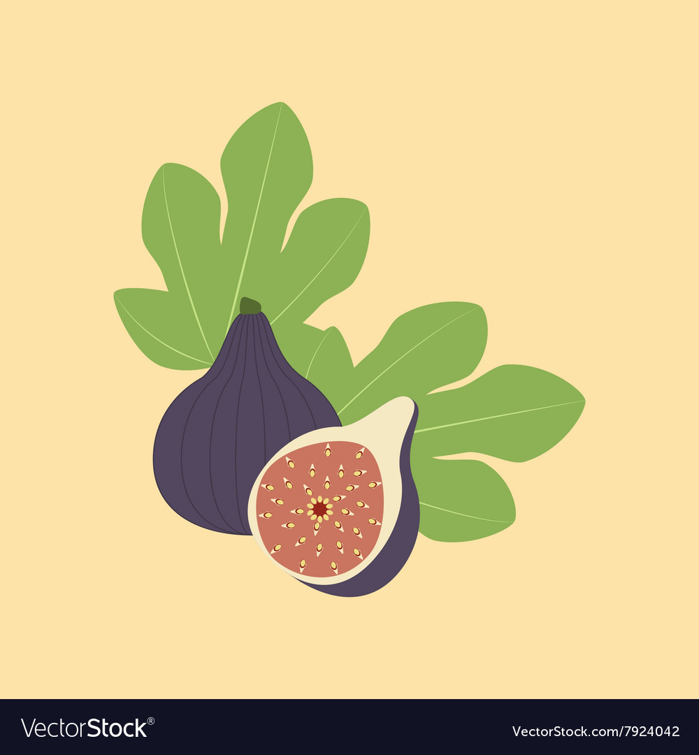 Fig fruit icon Royalty Free Vector Image - VectorStock