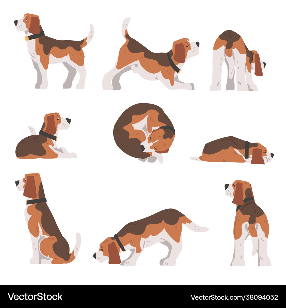 Beagle dog in different poses set small dog Vector Image