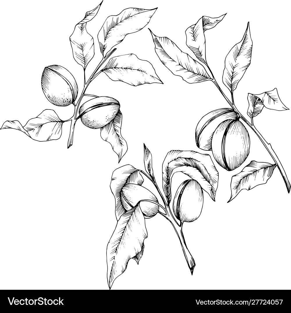 Almond in a style isolated isolated Royalty Free Vector