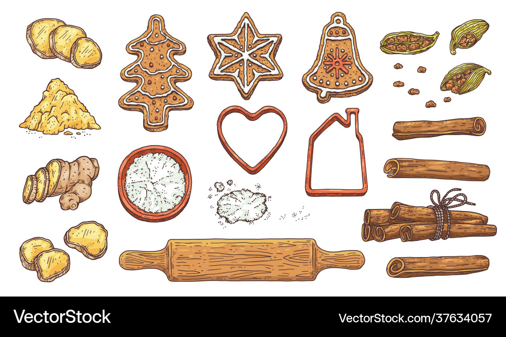 Ginger root vanilla christmas holiday cookies Vector Image