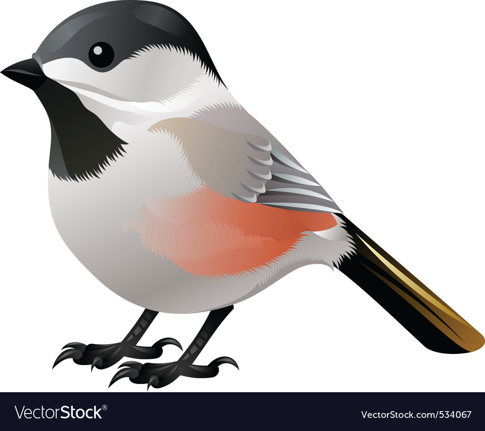 Bird Royalty Free Vector Image - VectorStock