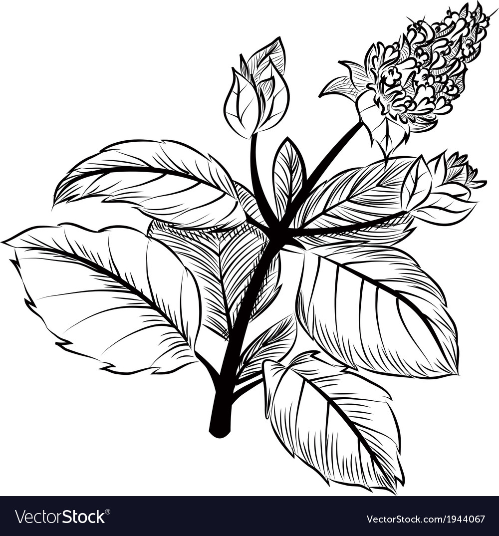Peppermint Royalty Free Vector Image - VectorStock