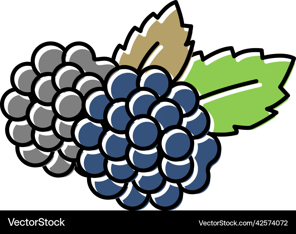 Blackberry berry color icon Royalty Free Vector Image