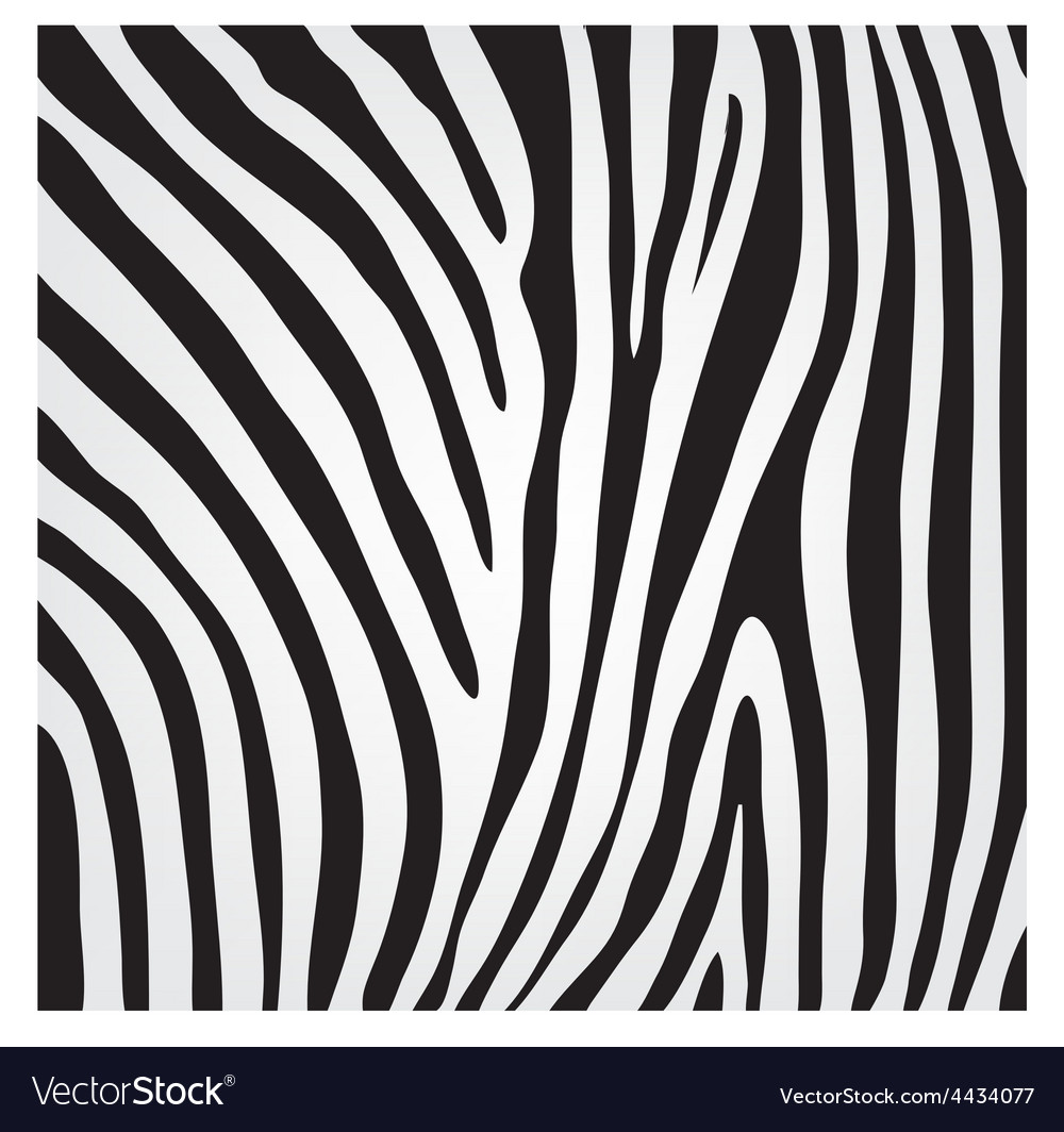 Zebra texture Royalty Free Vector Image - VectorStock