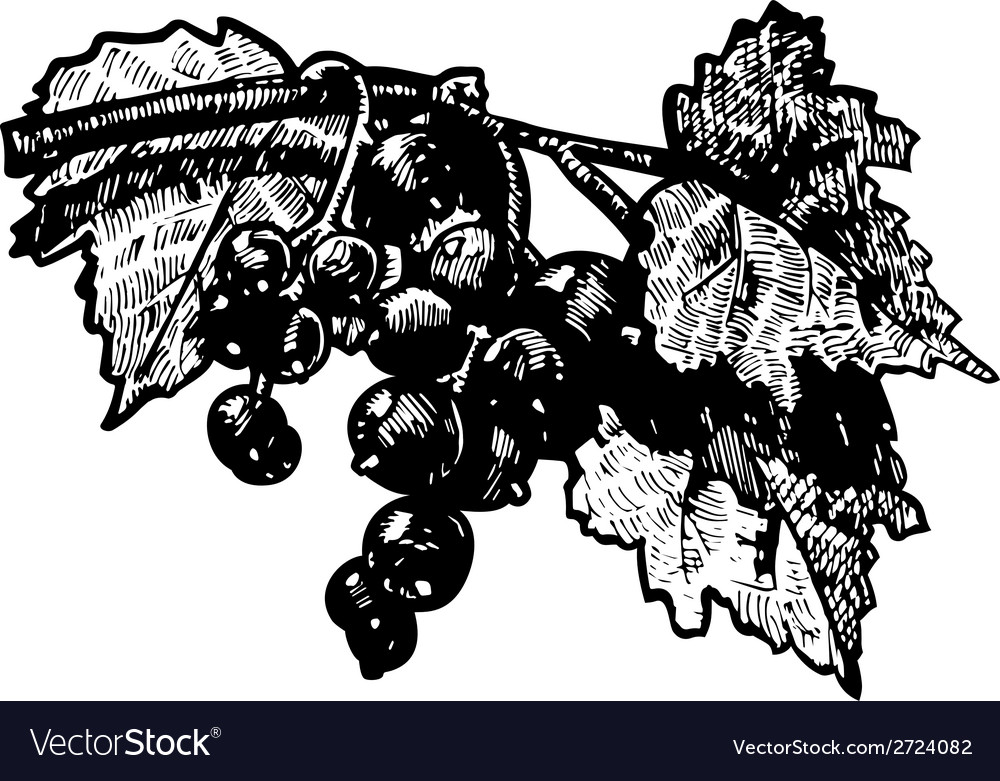 Black-currant Royalty Free Vector Image - VectorStock