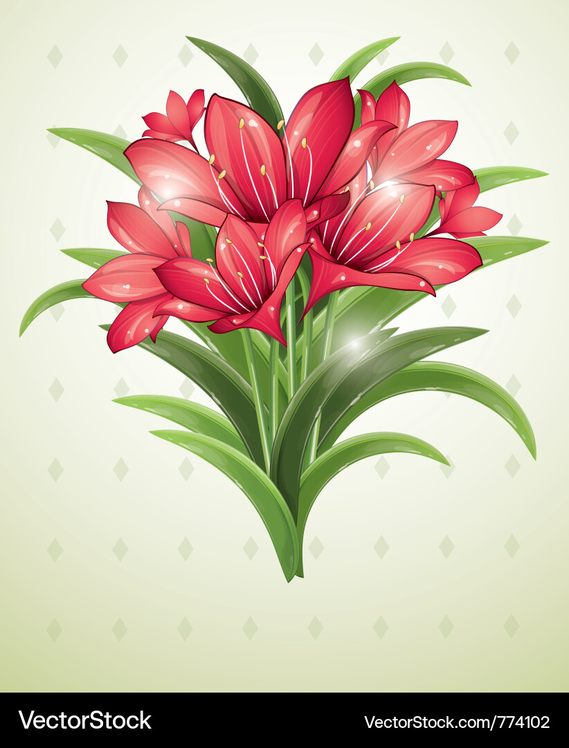 Bunch of red lilies Royalty Free Vector Image - VectorStock