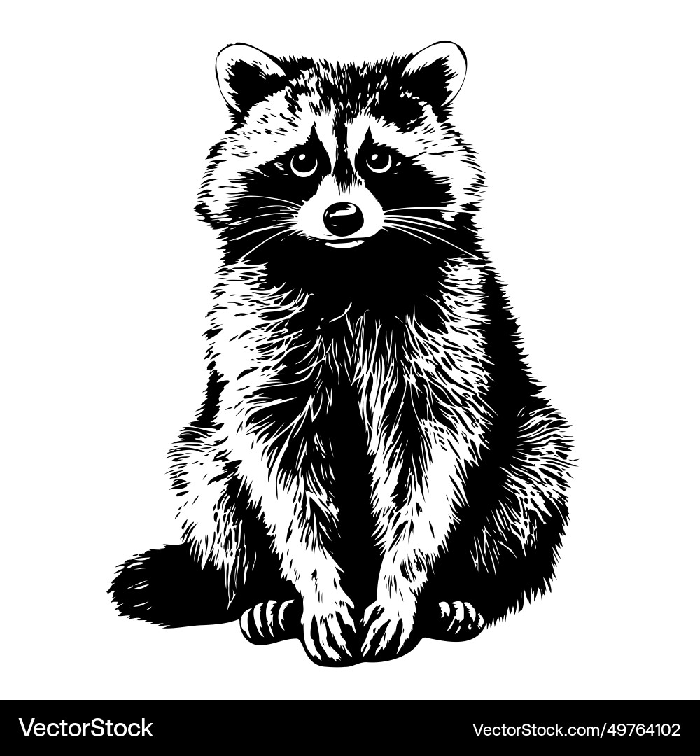 Cute hand drawing raccoon sketch Royalty Free Vector Image