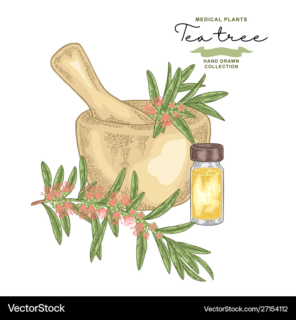 Tea tree flowers and leavesmelaleuca essential Vector Image