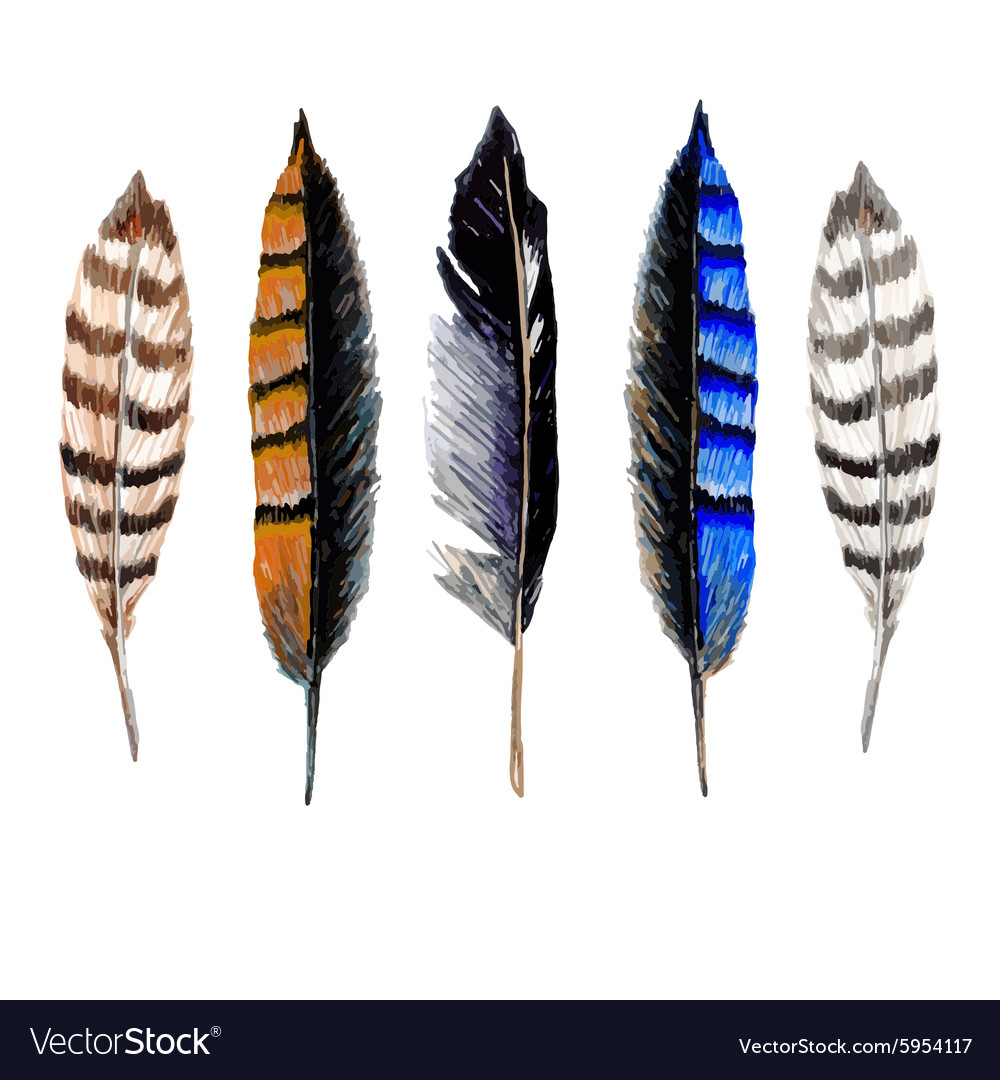 Feather Royalty Free Vector Image - VectorStock