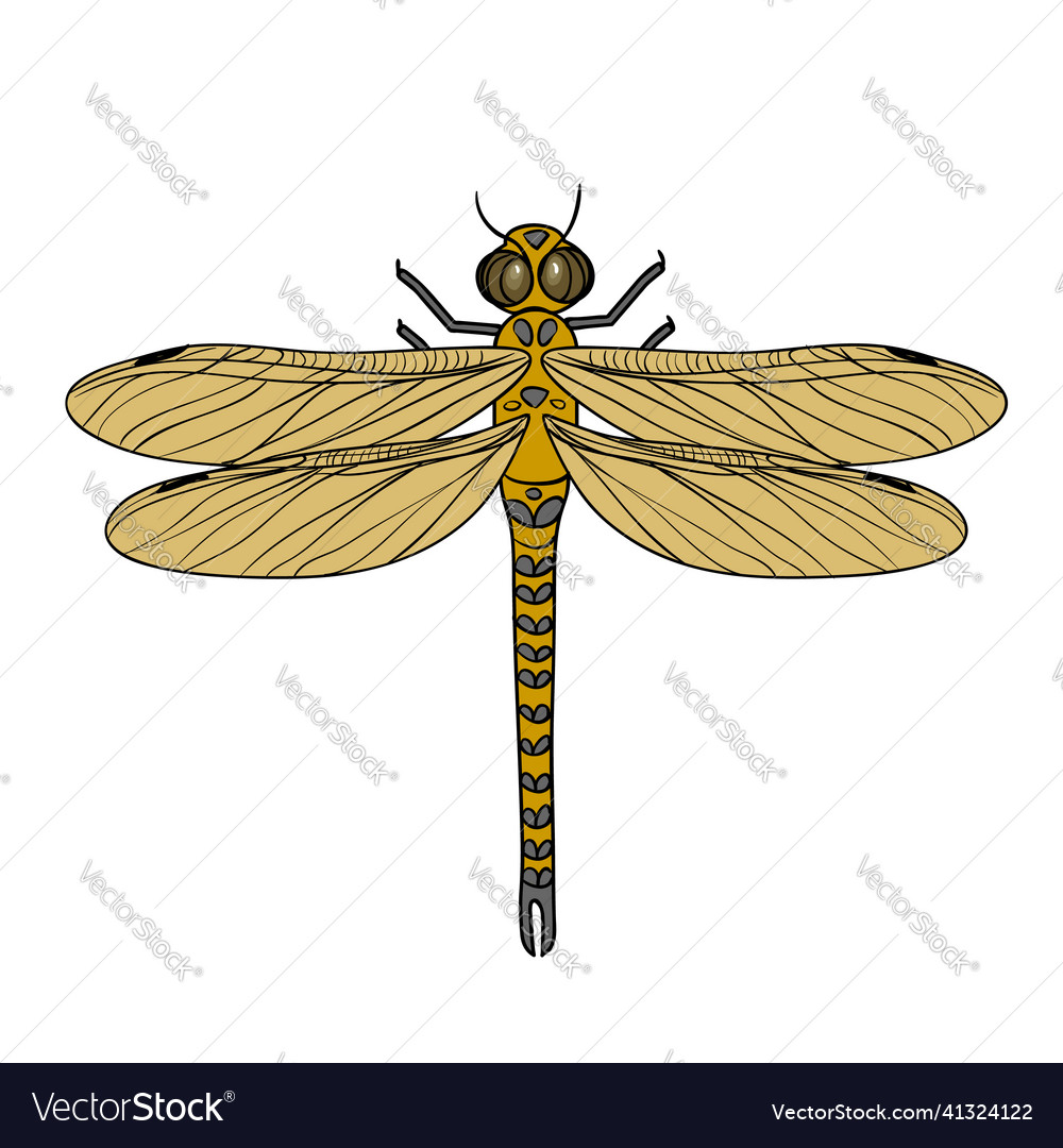 Dragonfly Royalty Free Vector Image - VectorStock
