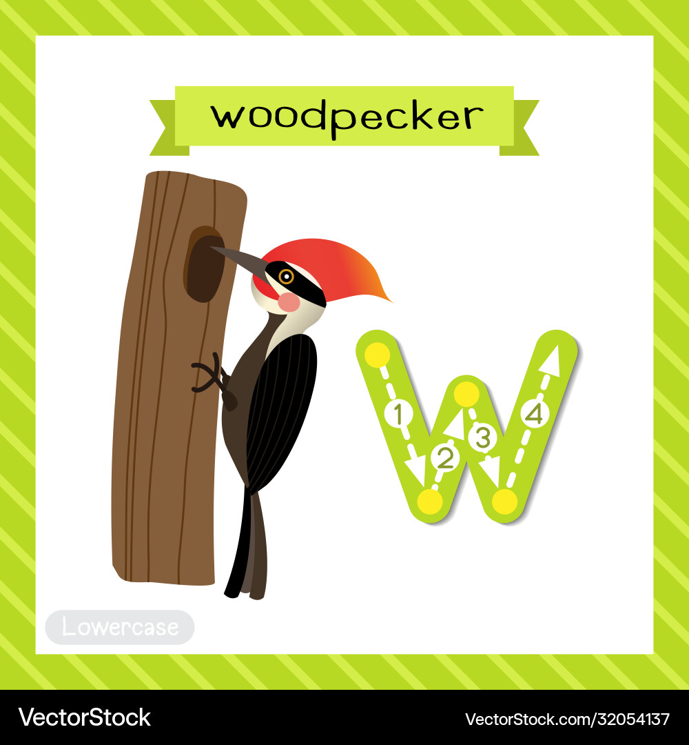Letter w lowercase tracing woodpecker bird Vector Image