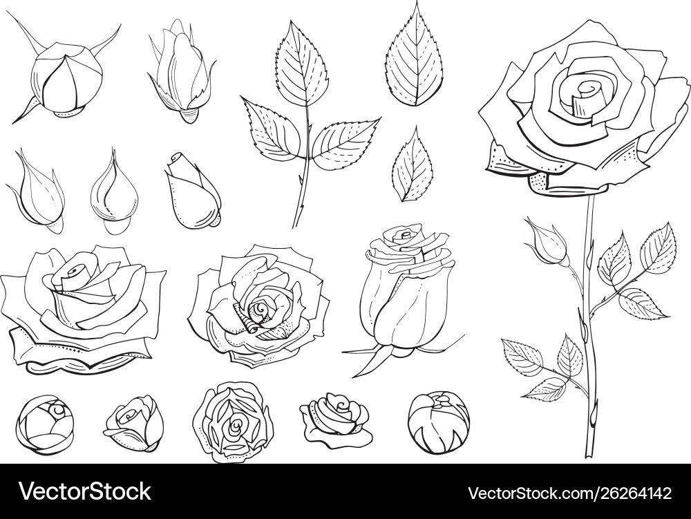 Set hand drawn contour roses rose buds Royalty Free Vector