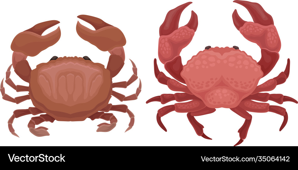 Tropical crabs as decapod crustaceans with claws Vector Image