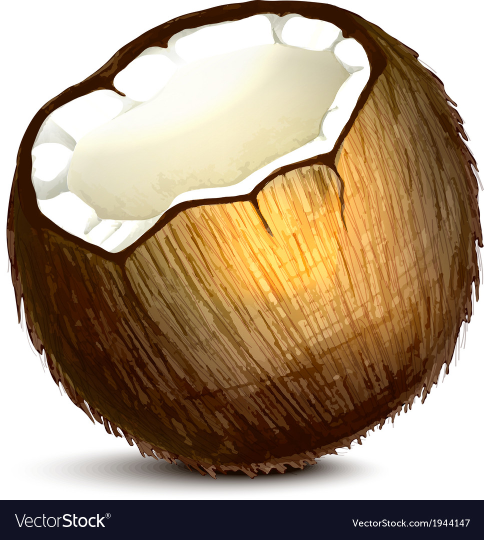 Coconut Royalty Free Vector Image - VectorStock