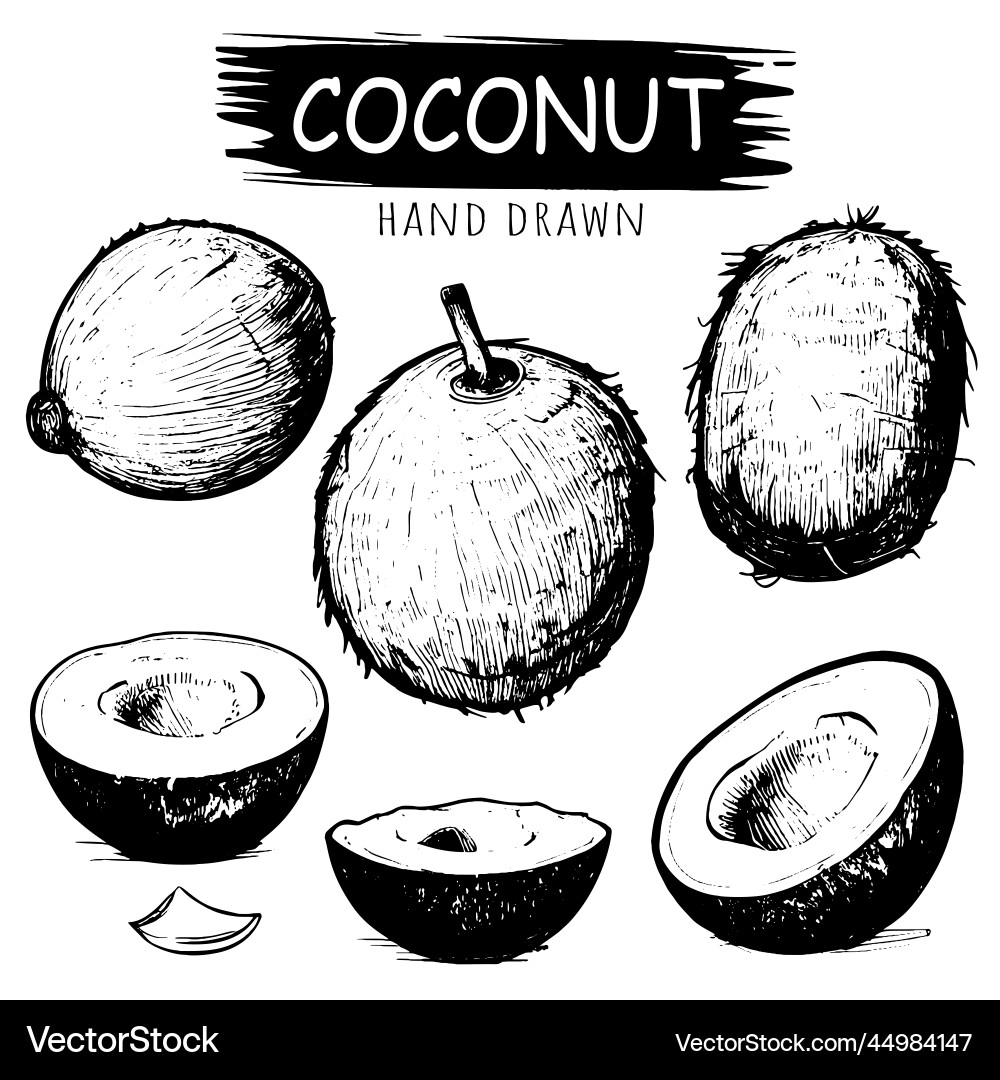 Hand drawn set of coconut Royalty Free Vector Image