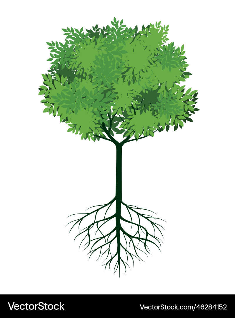 Fresh green tree with leaves and roots outline Vector Image