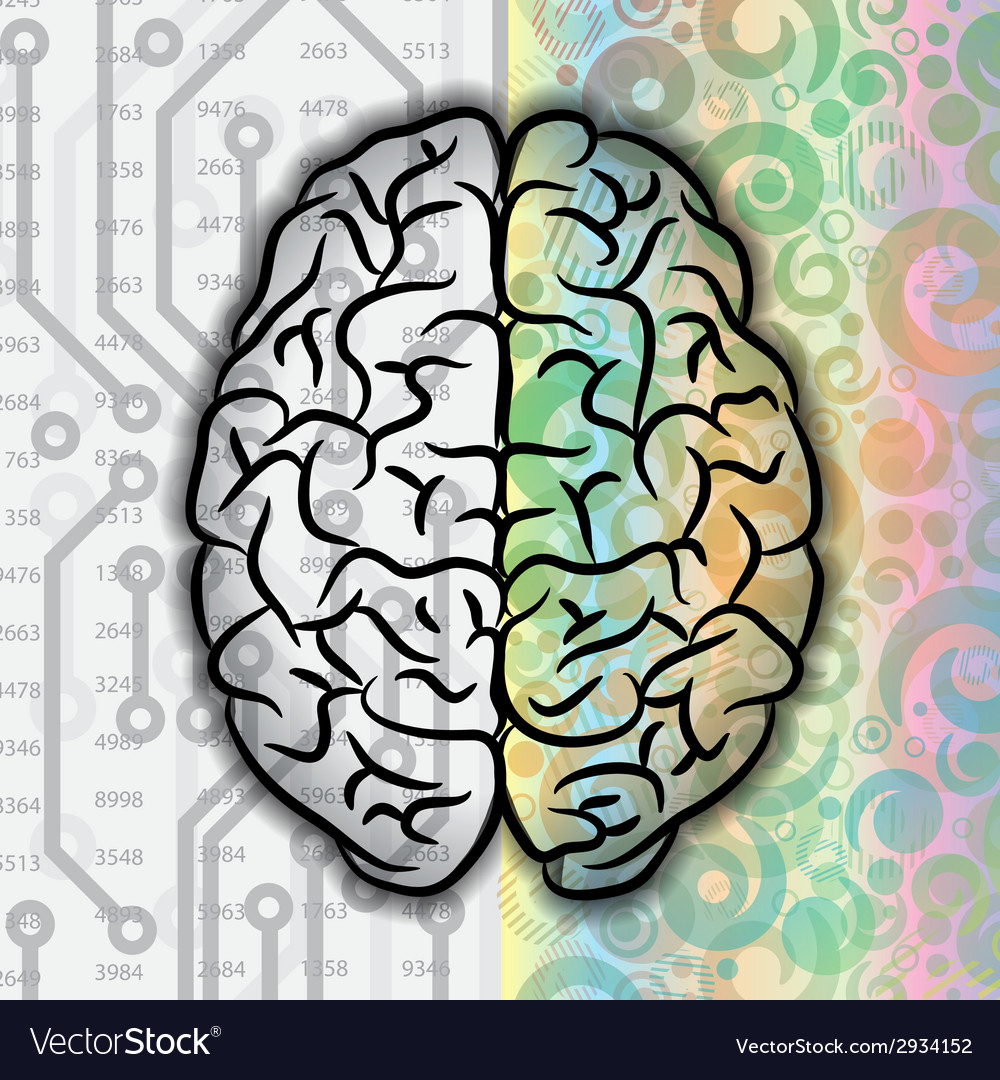 Human brain Royalty Free Vector Image - VectorStock