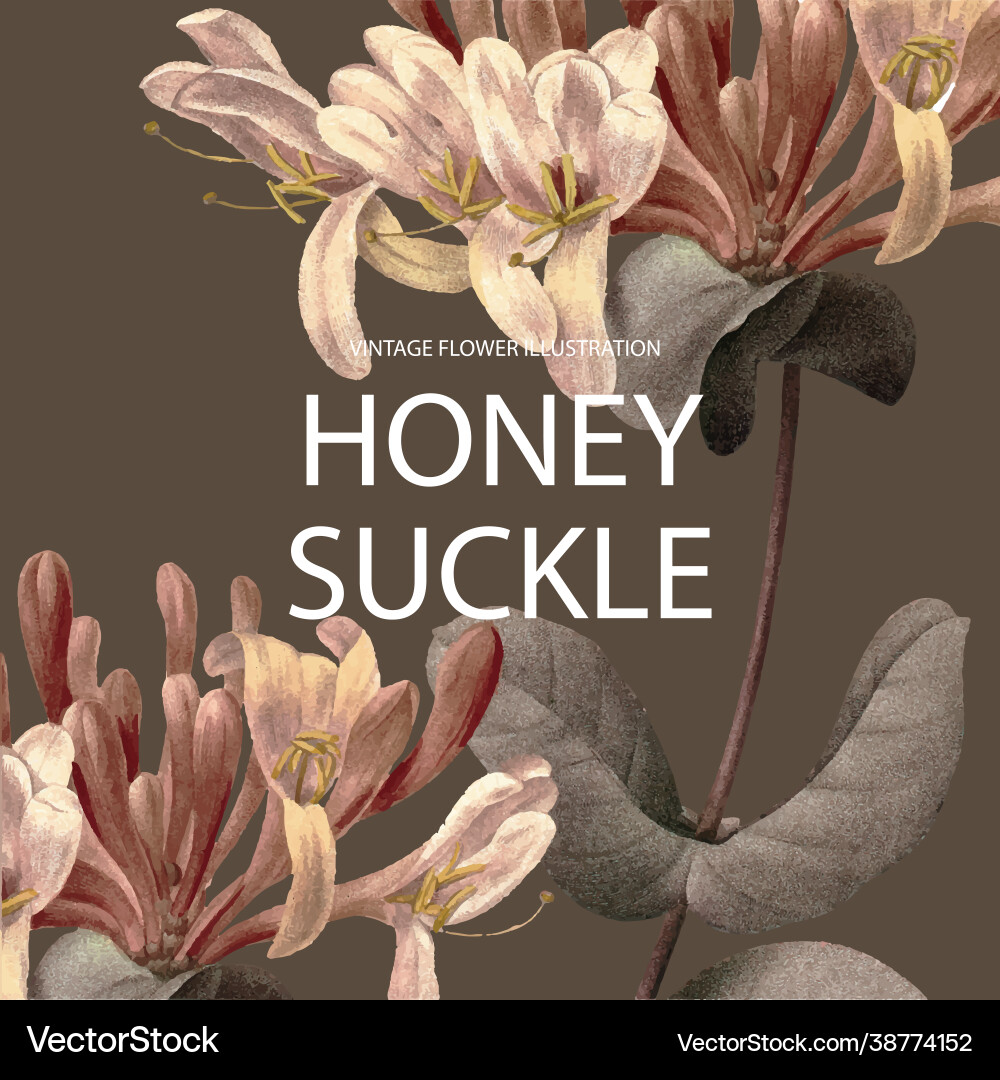 Vintage floral template with honeysuckle Vector Image