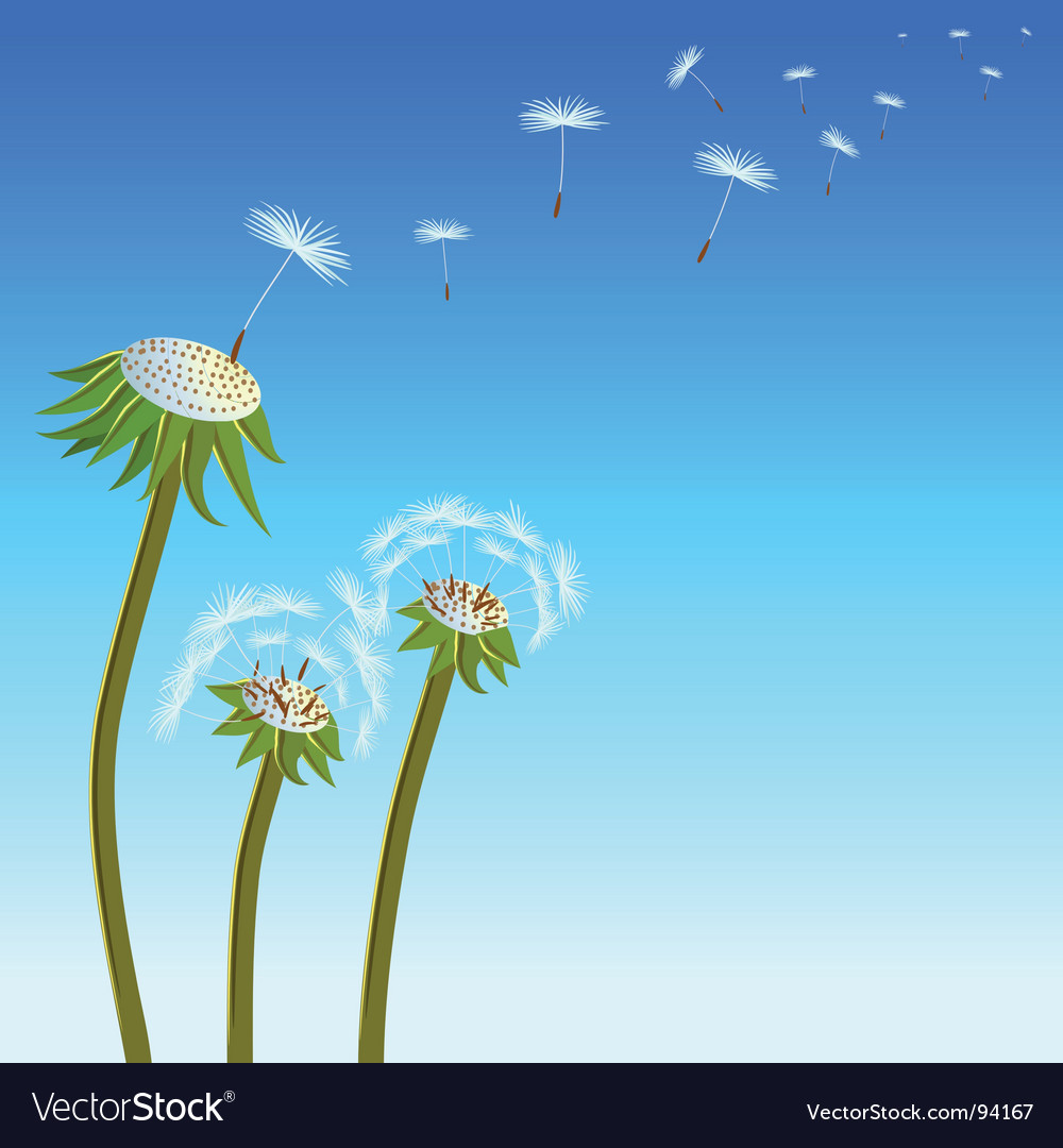 Dandelion Royalty Free Vector Image - VectorStock