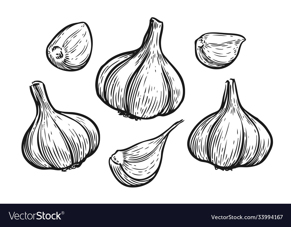Hand drawn set garlic food Royalty Free Vector Image Hand drawn set garlic food Royalty Free Vector Image