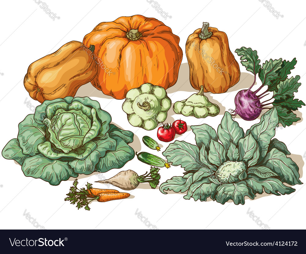 Vegetables Royalty Free Vector Image - VectorStock